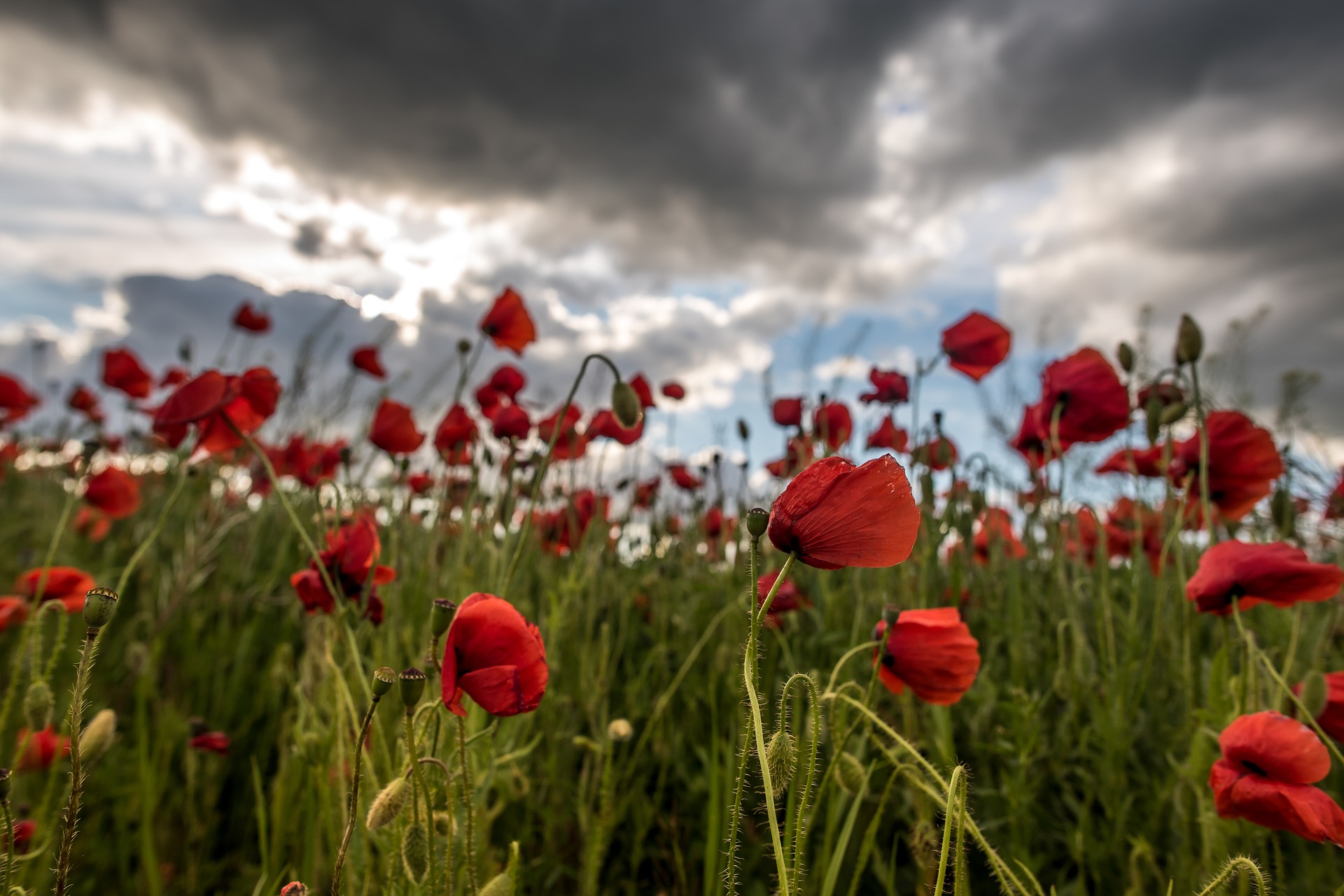 ODOT opens poppy garden to honor WWI vets this weekend