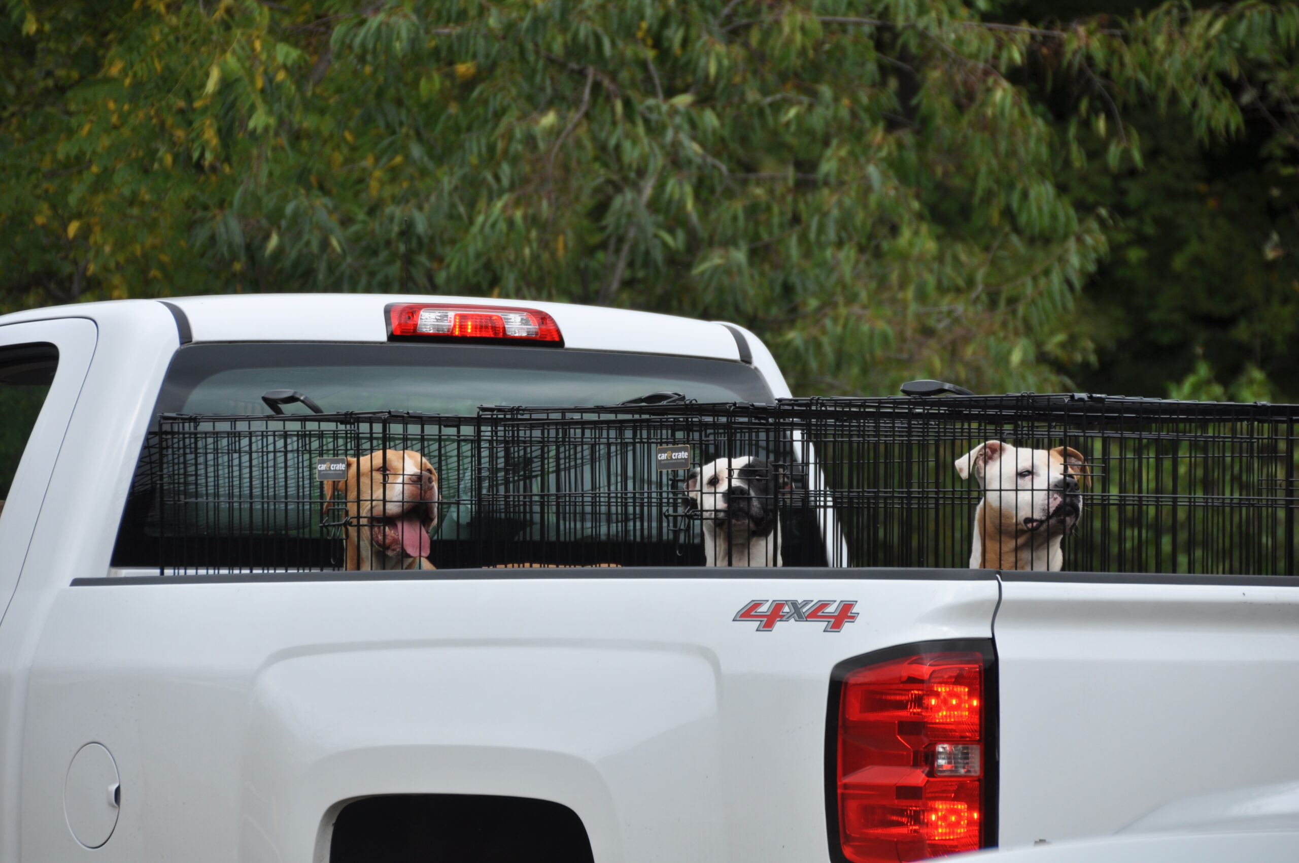 Dog rescue in Butler Township